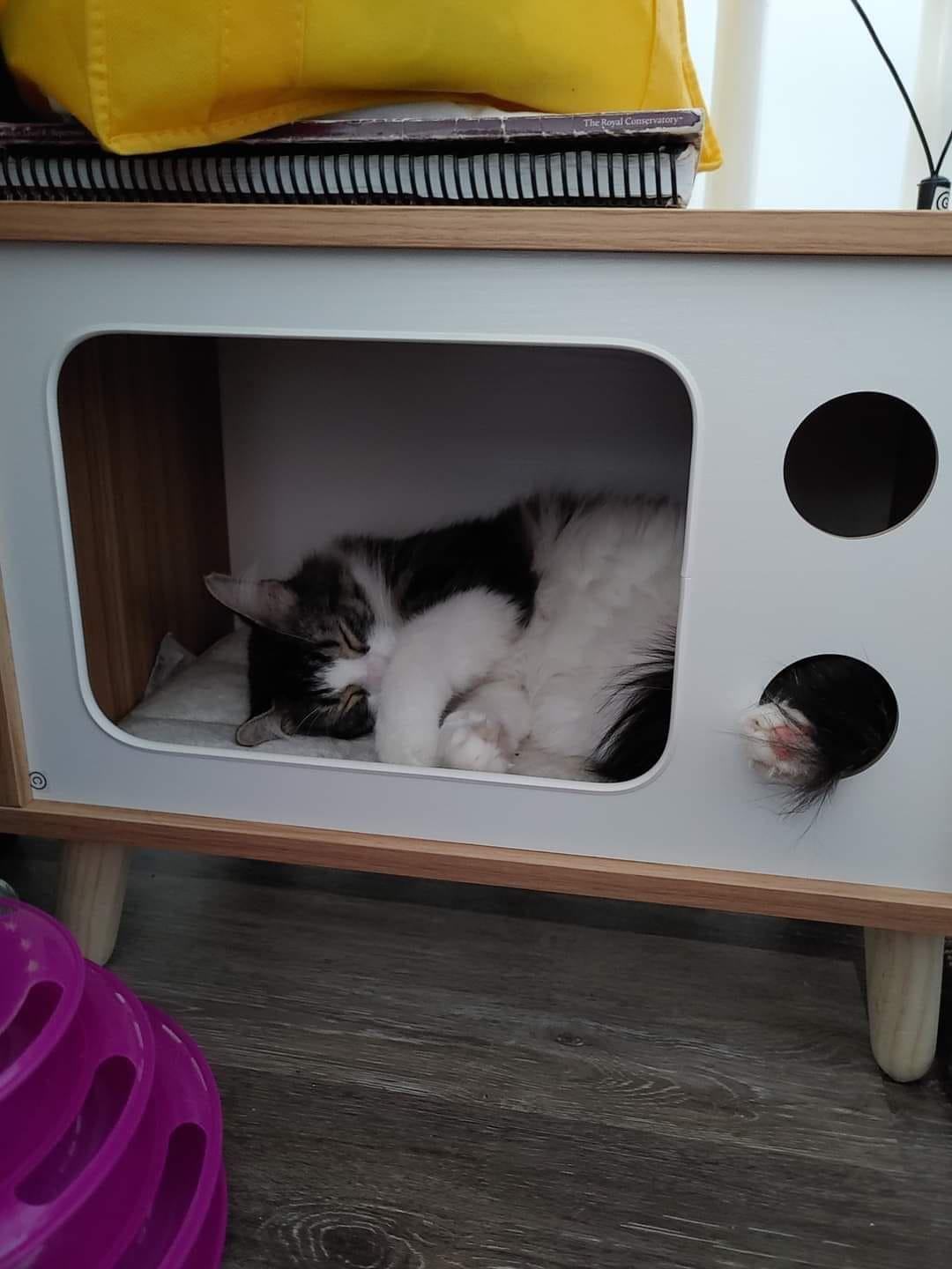 REWARD for missing cat | Barrie Ads