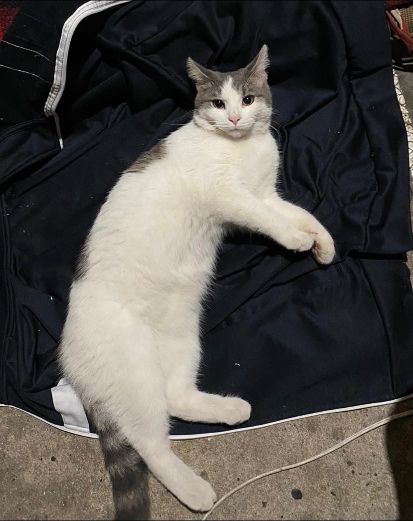 Found cat in south end of Barrie near holly meadows elementary school | Barrie Ads